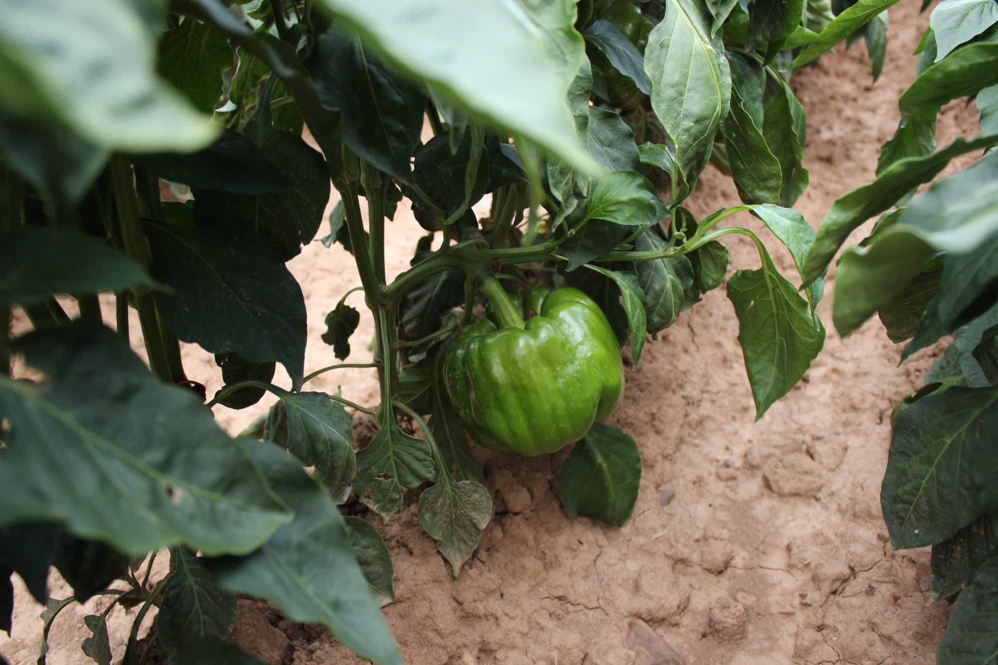 Tienda Conservas Gourmet 100% natural y artesanal | La Huerta de Fresno